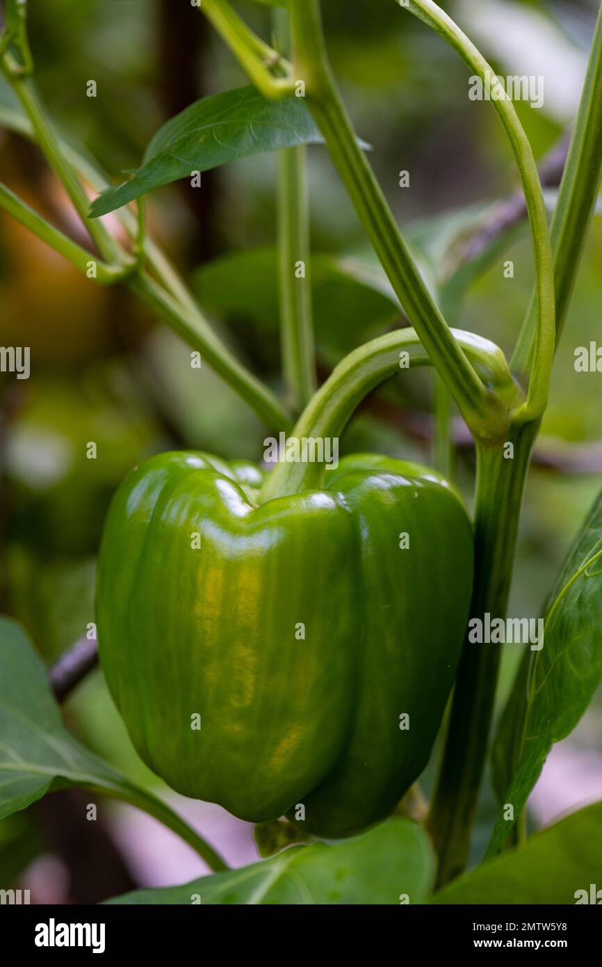 Backyard vegetable garden, growing fresh pure produce for the table ...