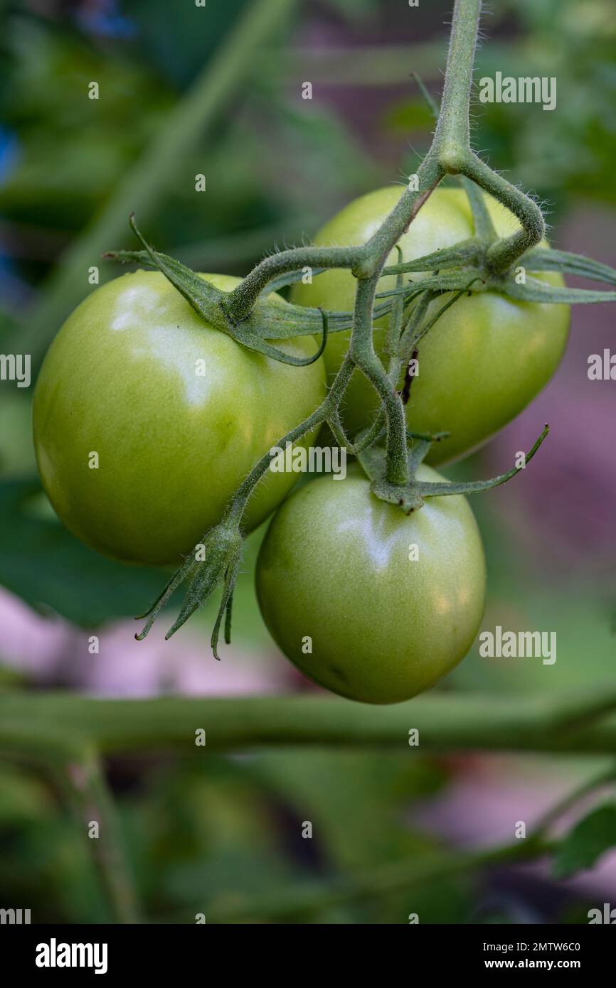 Backyard vegetable garden, growing fresh pure produce for the table ...
