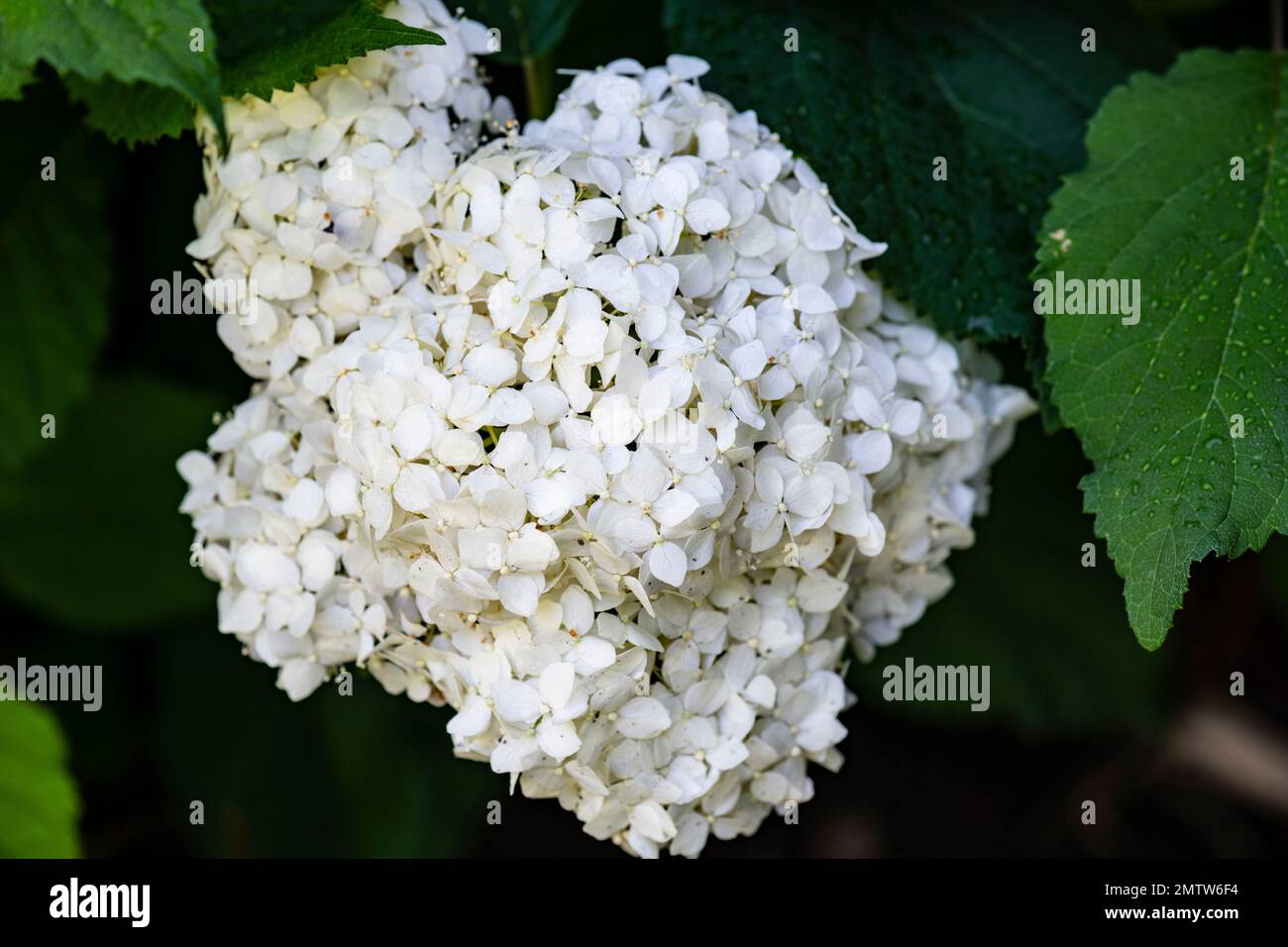 White Hydrangea bush flowering in Summer Stock Photo - Alamy
