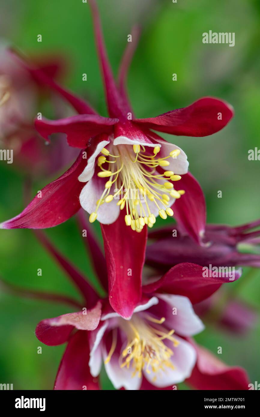 Aquilegia canadensis, Eastern Red Columbine, in home garden, Brownsburg ...