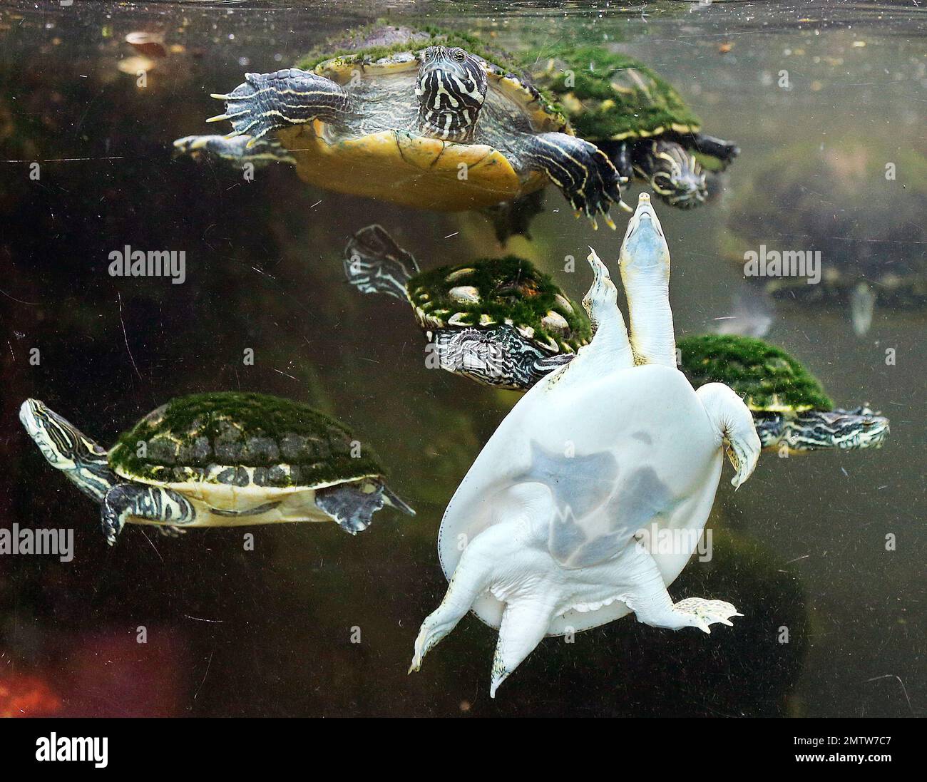 Various types of turtles swim in their pool in the zoo in Frankfurt ...