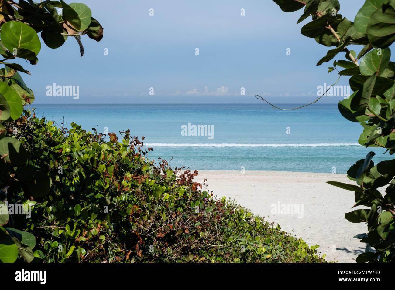 View through bushes from a path leading to Varadero Beach, Cuba Stock ...