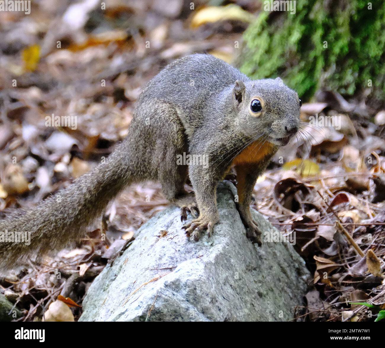 A closeup of a Plantain squirrel perched on a stone Stock Photo - Alamy