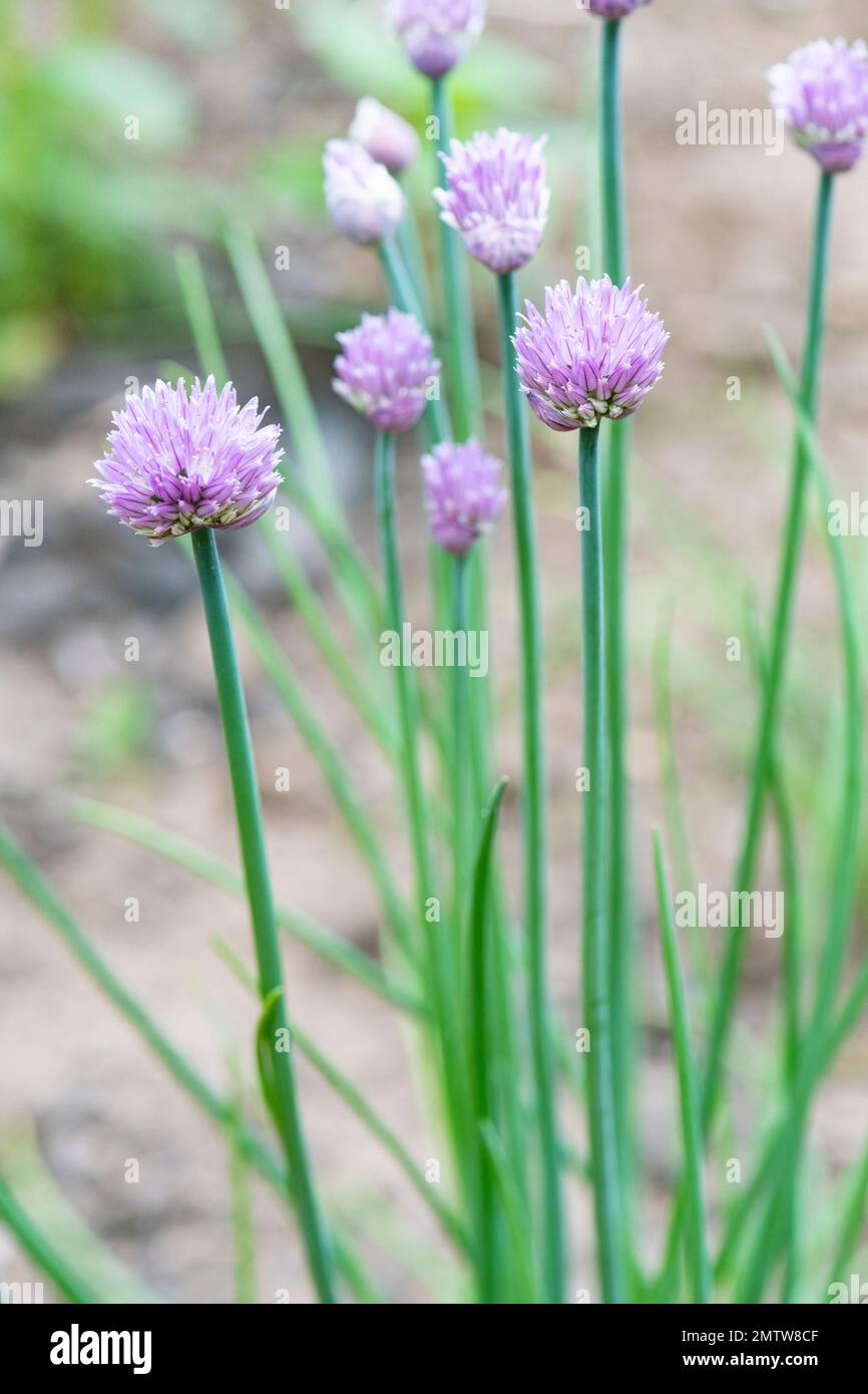 Allium schoenoprasum, Chives, growing in a garden, tasty edible, and ...