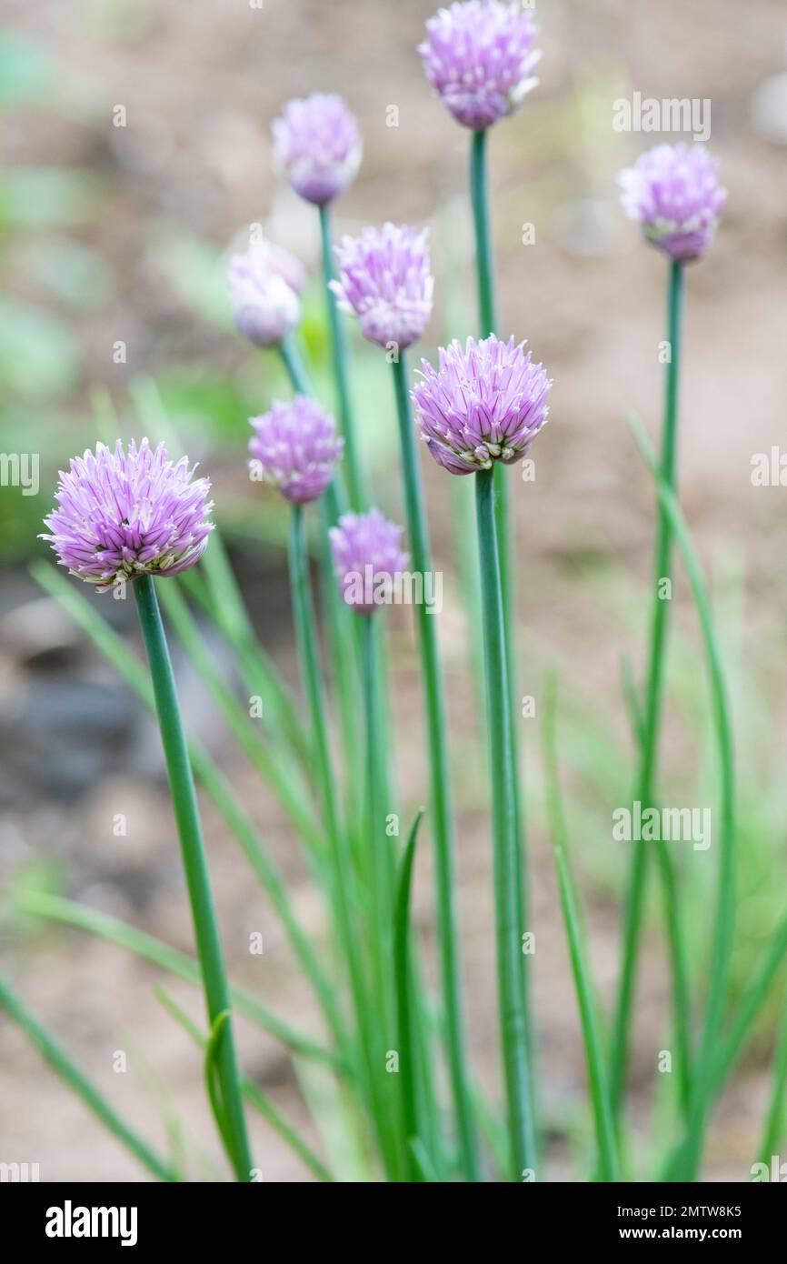 Allium schoenoprasum, Chives, growing in a garden, tasty edible, and ...