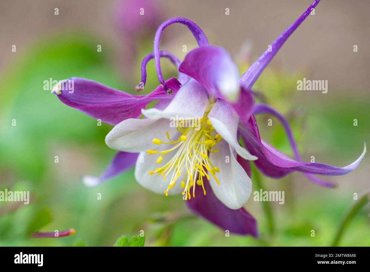 Songbird 'Blue Bird' Columbine Aquilegia hybrid, in home garden ...