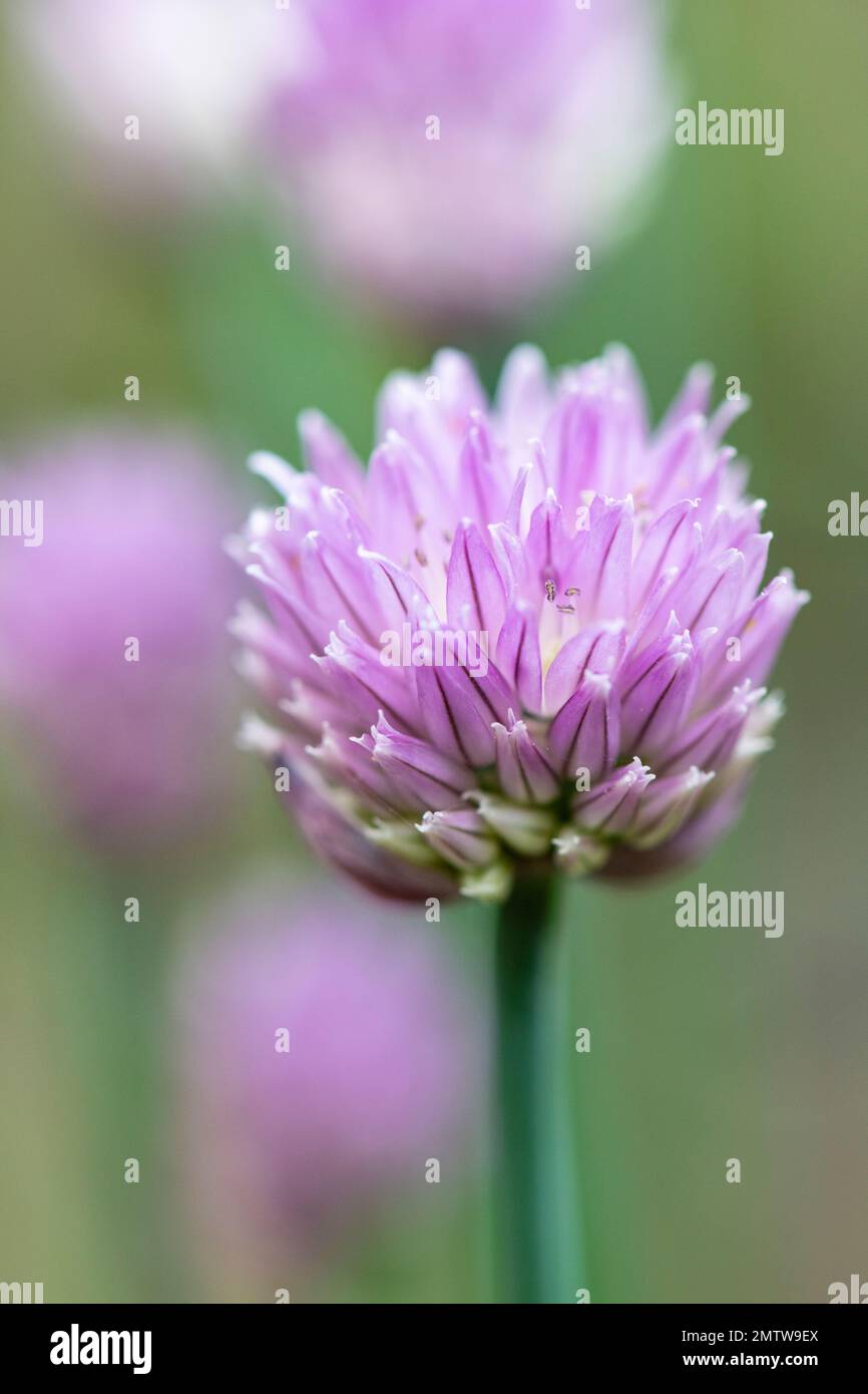 Allium schoenoprasum, Chives, growing in a garden, tasty edible, and ...