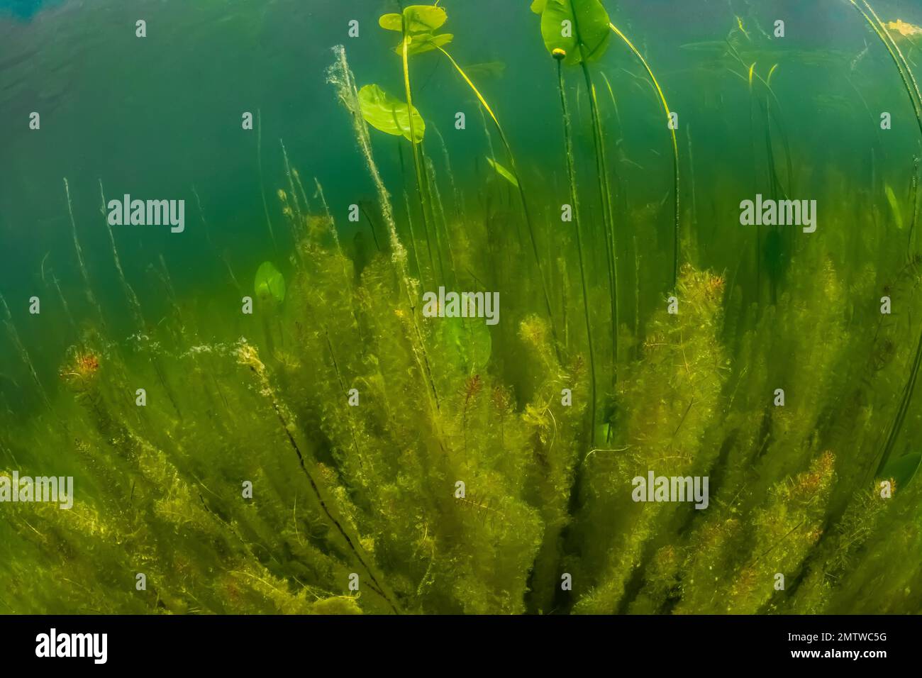 Yellow Pond-Lily, Nuphar advena, and other aquatic plants in Lost ...