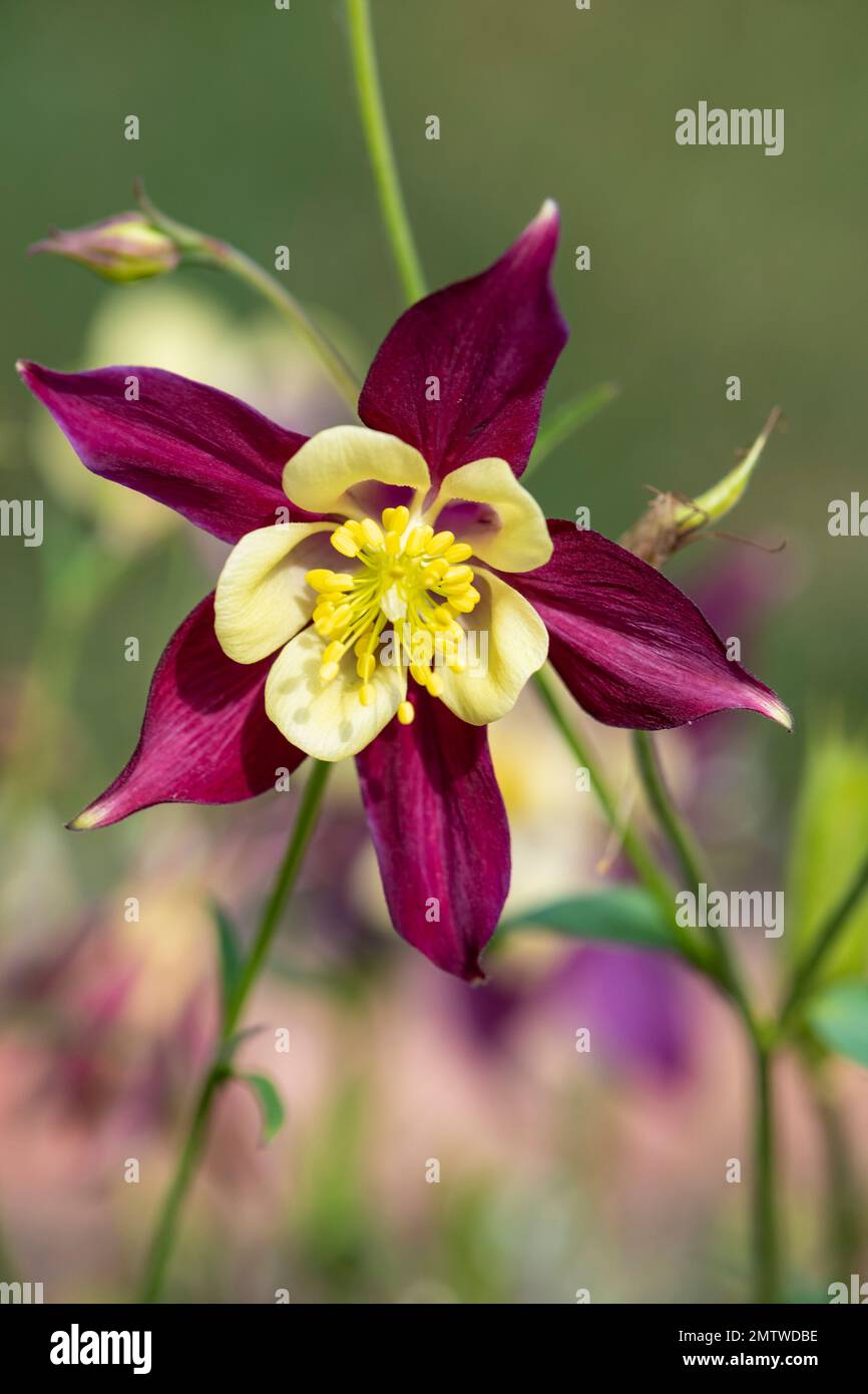 Aquilegia canadensis, Eastern Red Columbine, in home garden, Brownsburg ...
