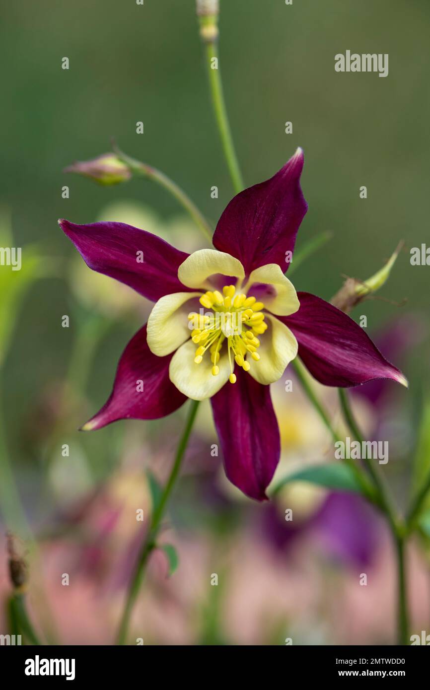 Aquilegia canadensis, Eastern Red Columbine, in home garden, Brownsburg ...
