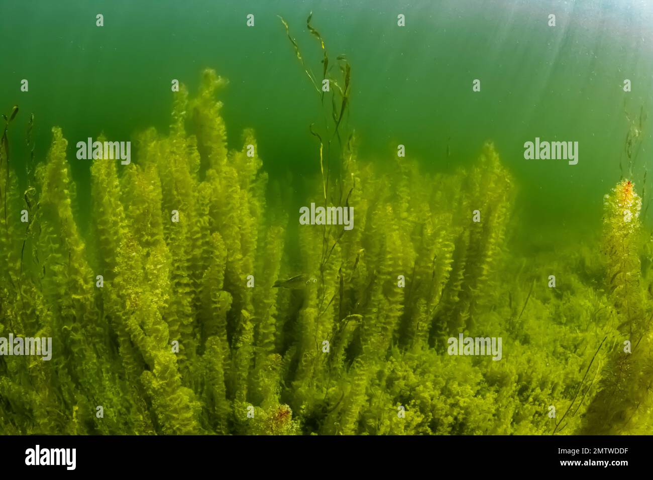 Eurasian Water-Milfoil, Myriophyllum spicatum, Lost Canyon Lake, Mecota ...