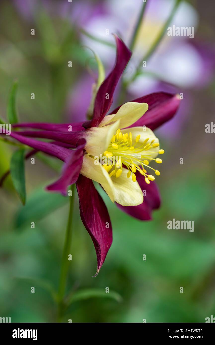 Aquilegia canadensis, Eastern Red Columbine, in home garden, Brownsburg ...