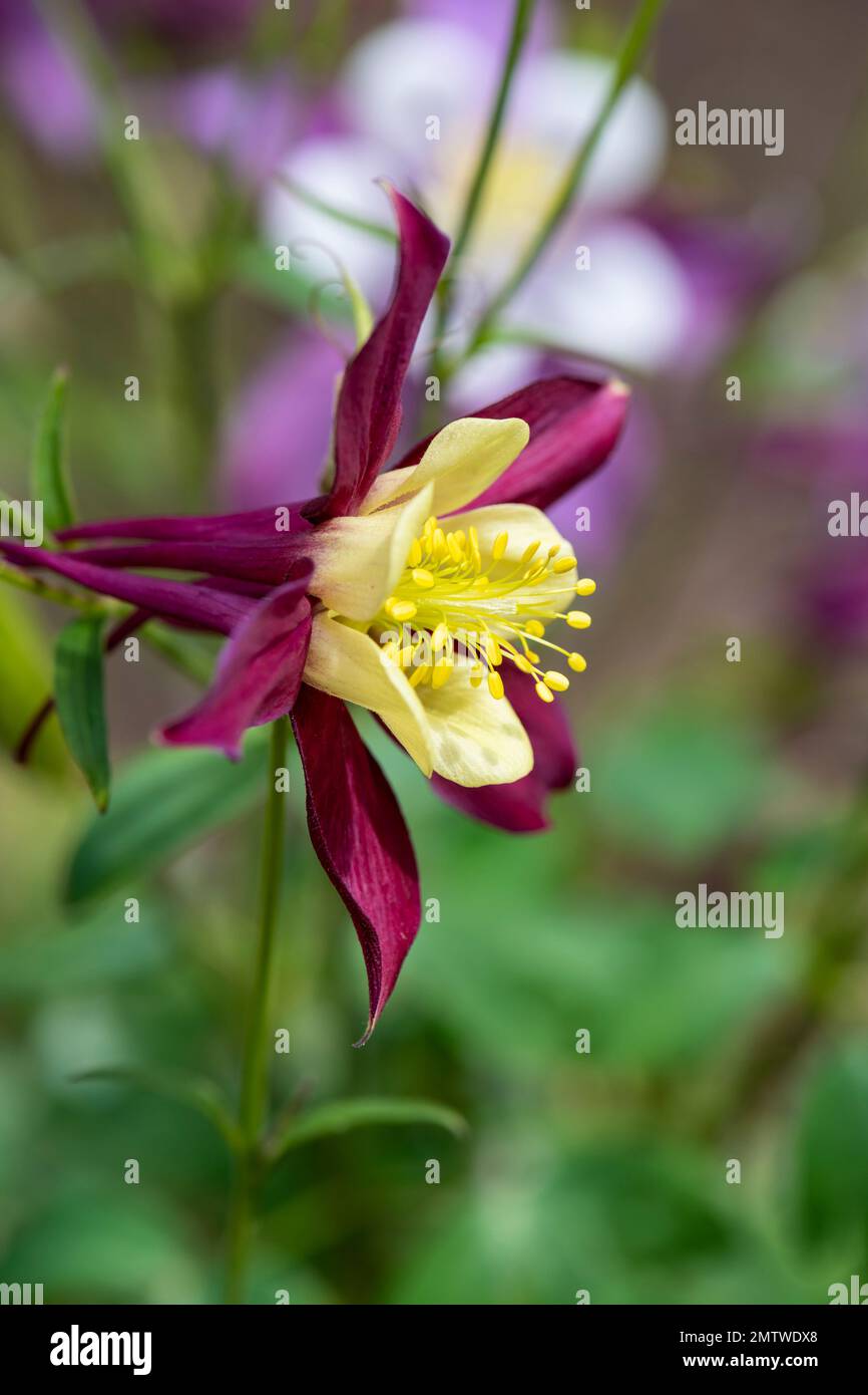 Aquilegia canadensis, Eastern Red Columbine, in home garden, Brownsburg ...