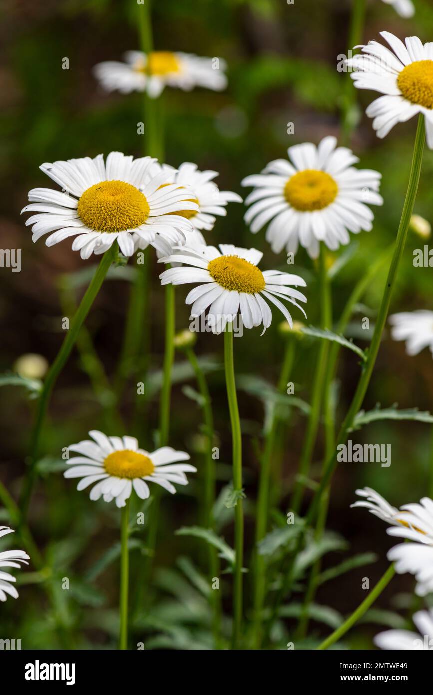 Oxeye daisy seeds hi-res stock photography and images - Alamy