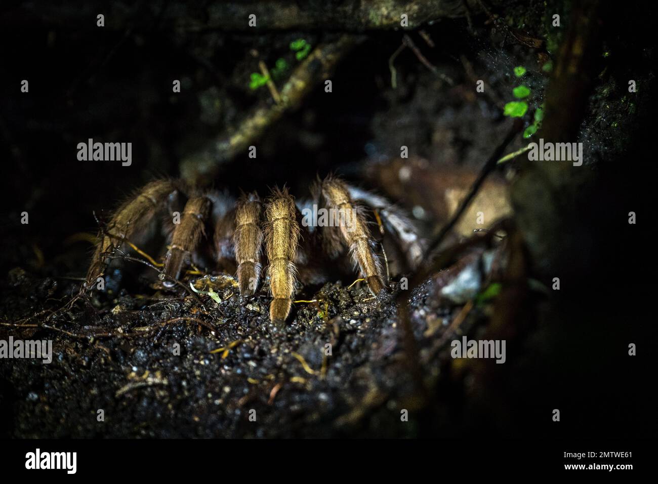 A close-up shot of a tarantula on a ground Stock Photo - Alamy
