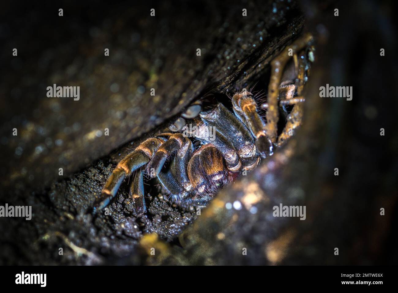 Tarantula on ground hi-res stock photography and images - Alamy