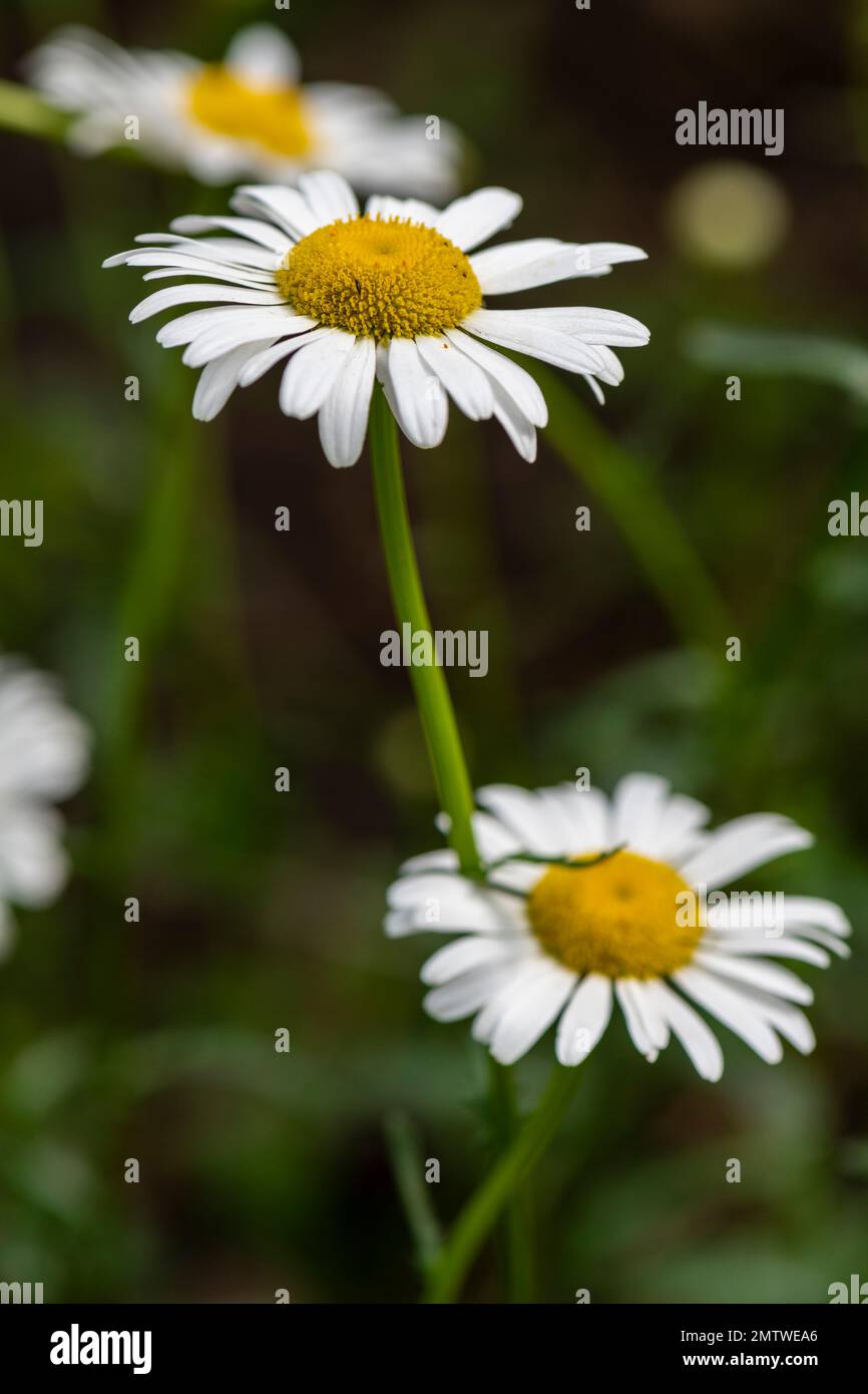 Leucanthemum vulgare, common, ox-eye daisy, invasive European native ...