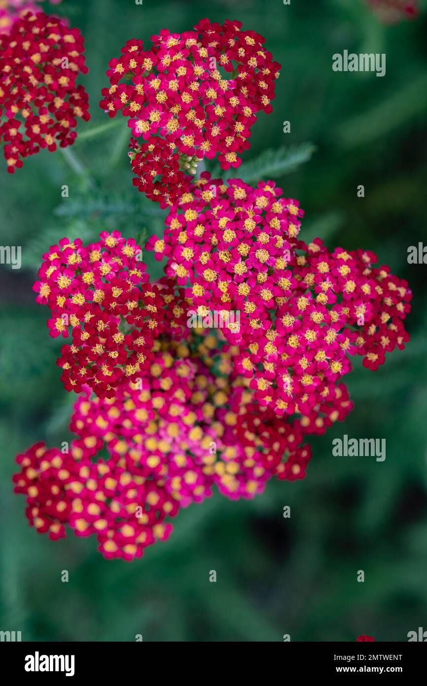 Flowers in garden, Achillea millefolium, Common Yarrow, Western Yarrow ...