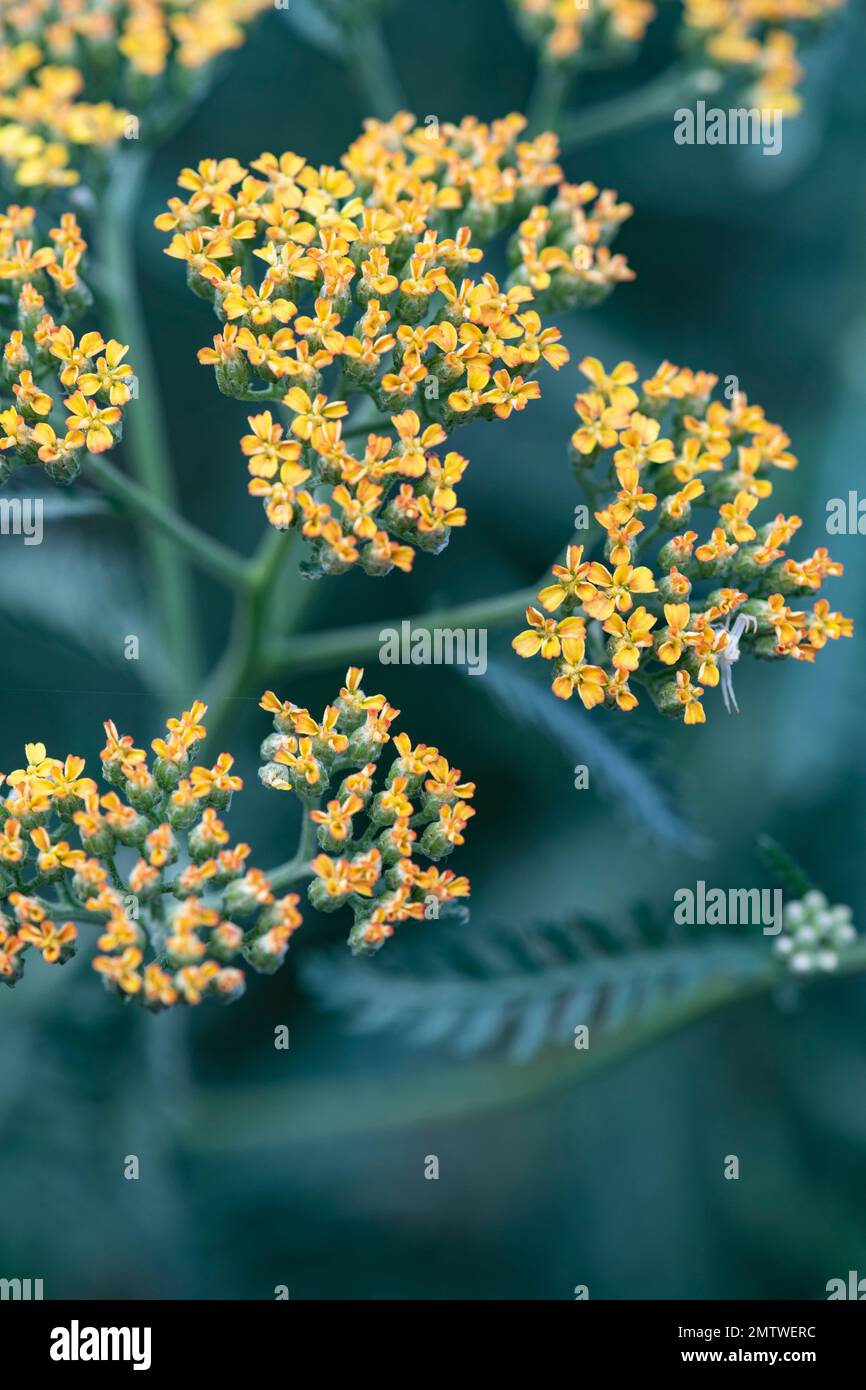 Flowers in garden, Achillea millefolium, Common Yarrow, Western Yarrow ...