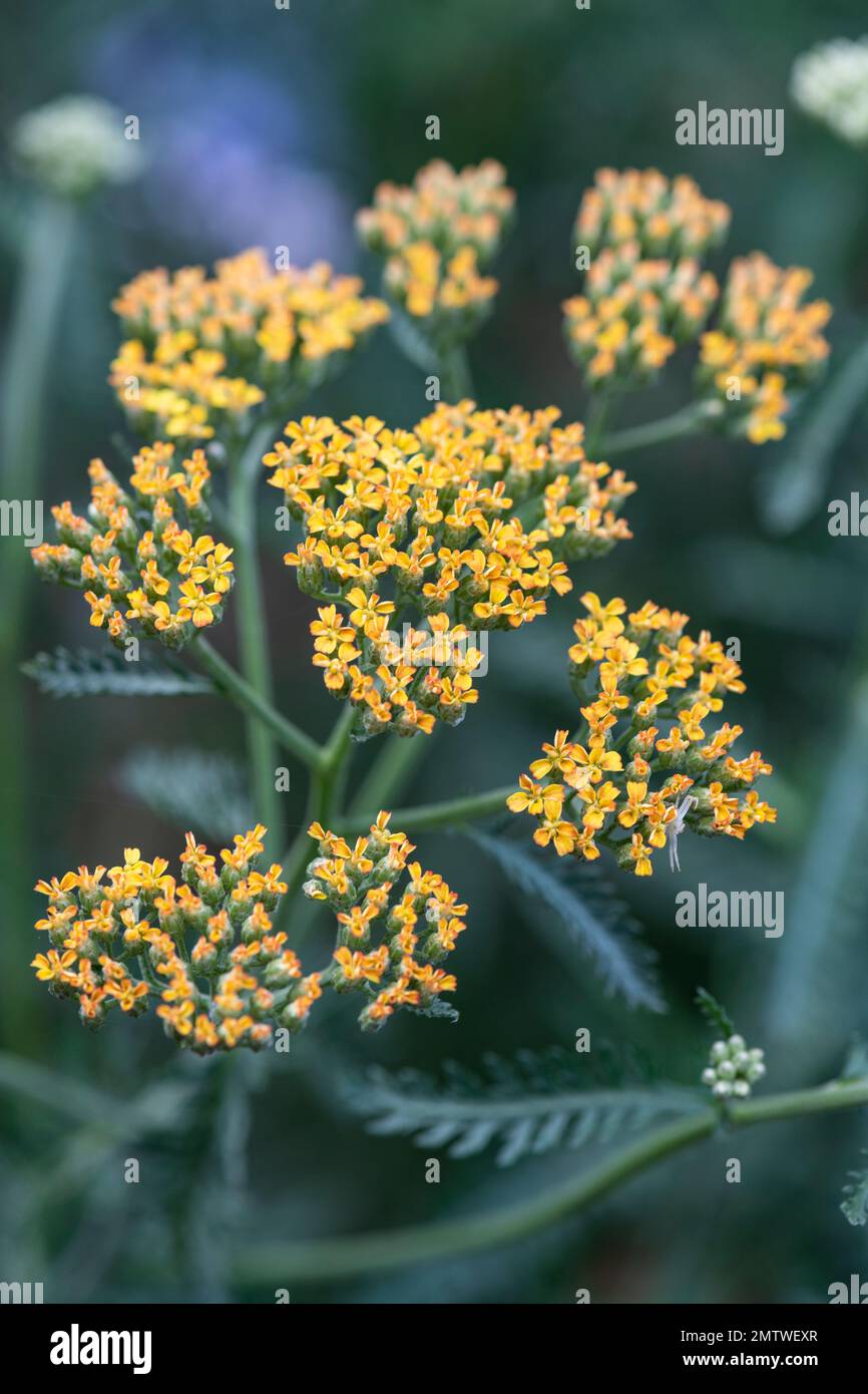 Flowers in garden, Achillea millefolium, Common Yarrow, Western Yarrow ...