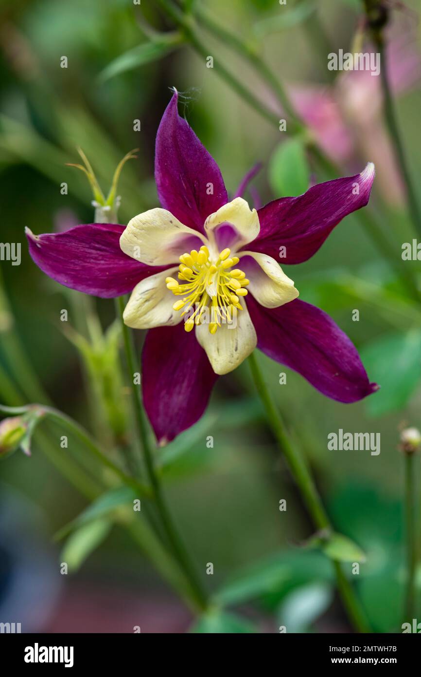 Aquilegia canadensis, Eastern Red Columbine, in home garden, Brownsburg ...
