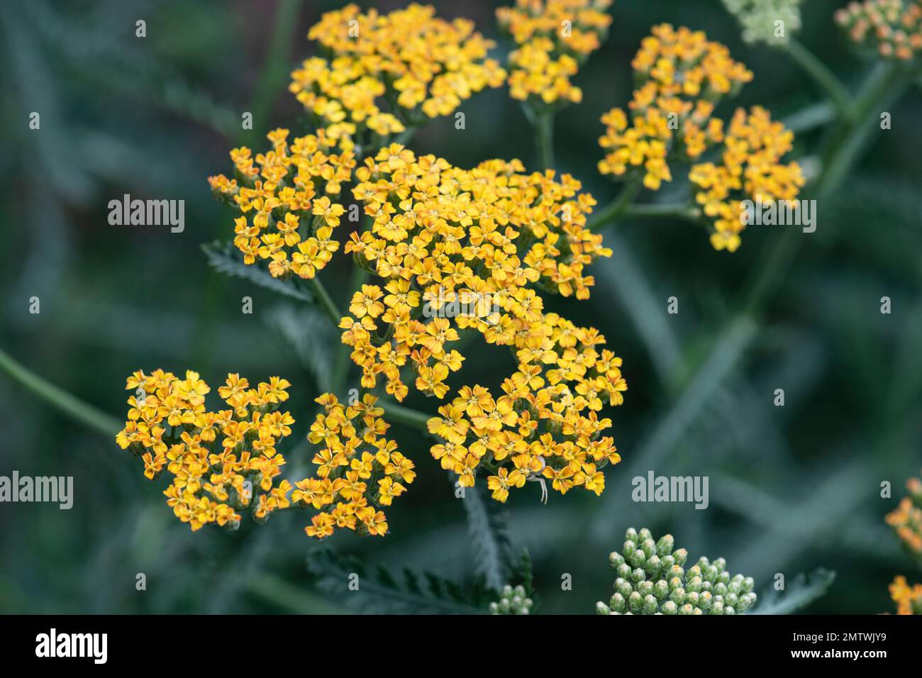 Flowers in garden, Achillea millefolium, Common Yarrow, Western Yarrow ...