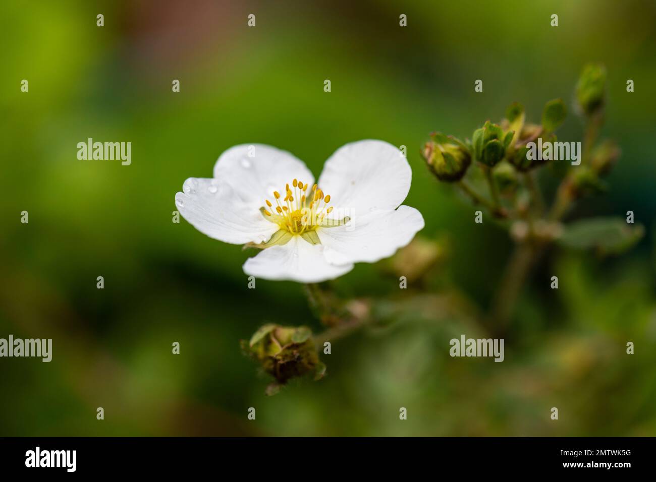 Fragaria vesca, commonly, called, wild strawberry, close-up shot of ...
