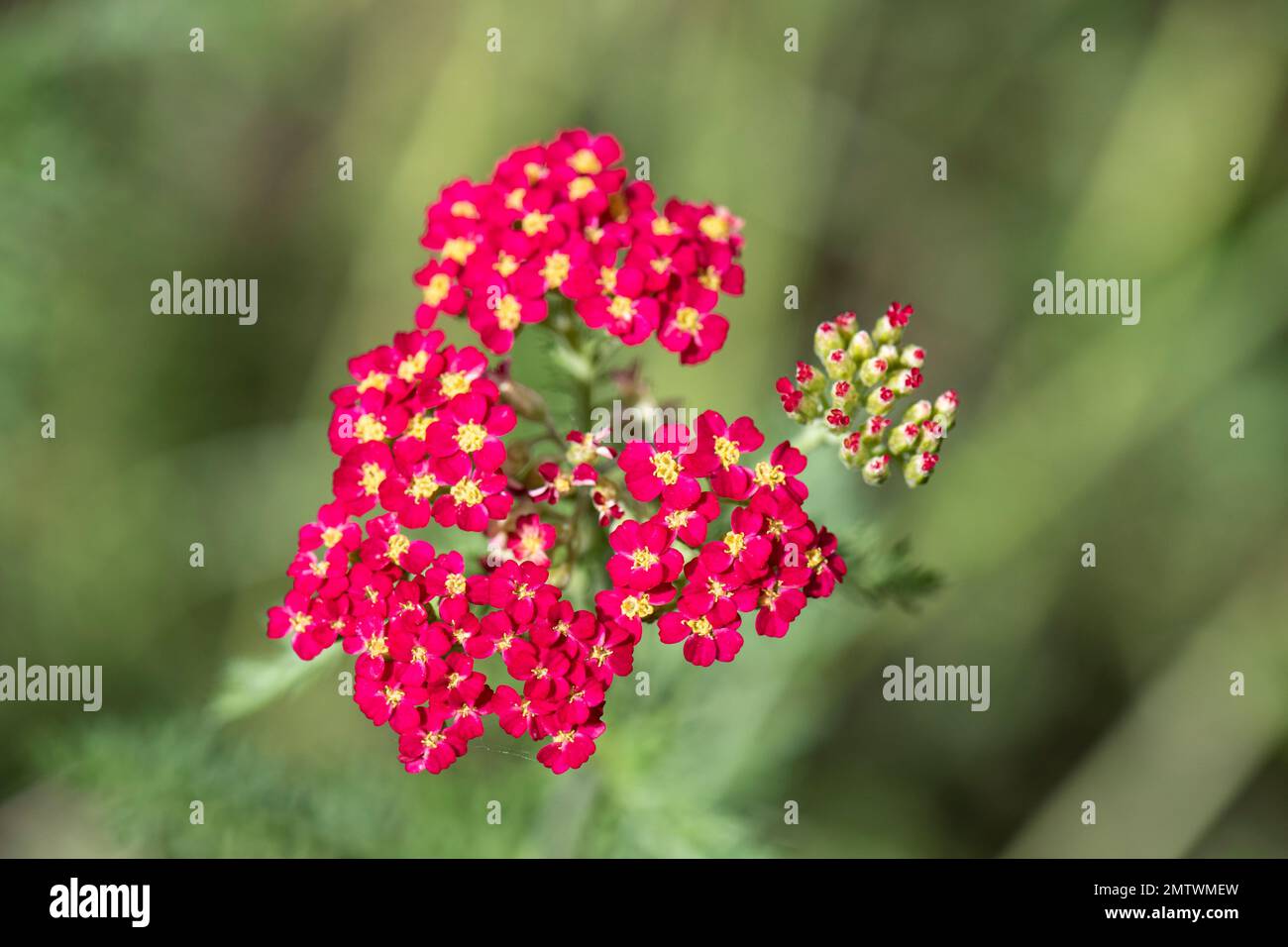 Flowers in garden, Achillea millefolium, Common Yarrow, Western Yarrow ...