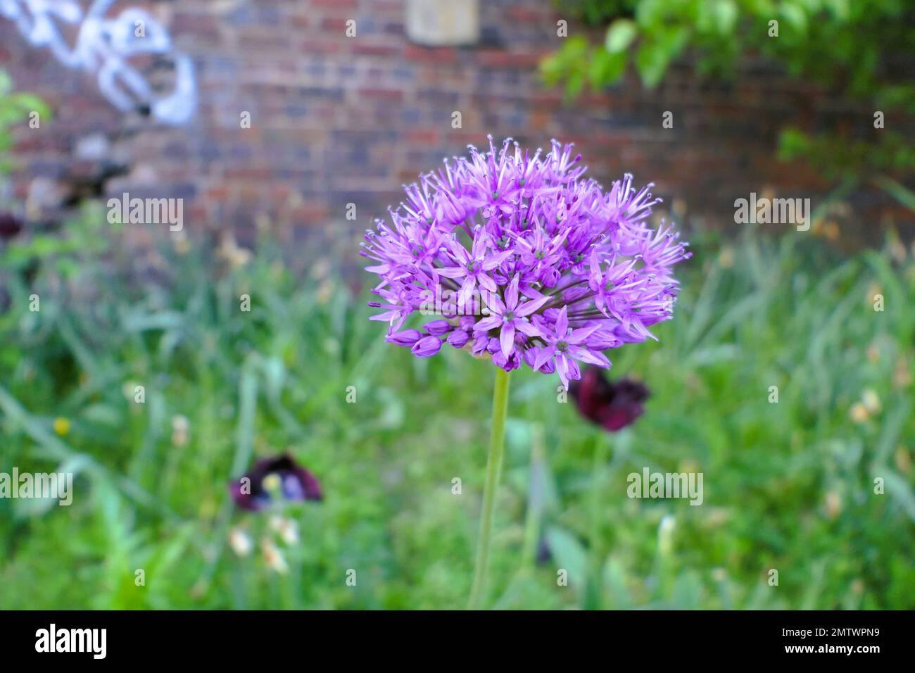 Land flowers hi-res stock photography and images - Alamy
