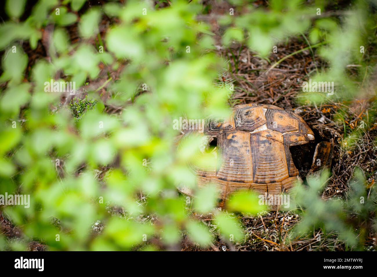 Turtle shell remains with holes under tree in VAshlovani national park ...