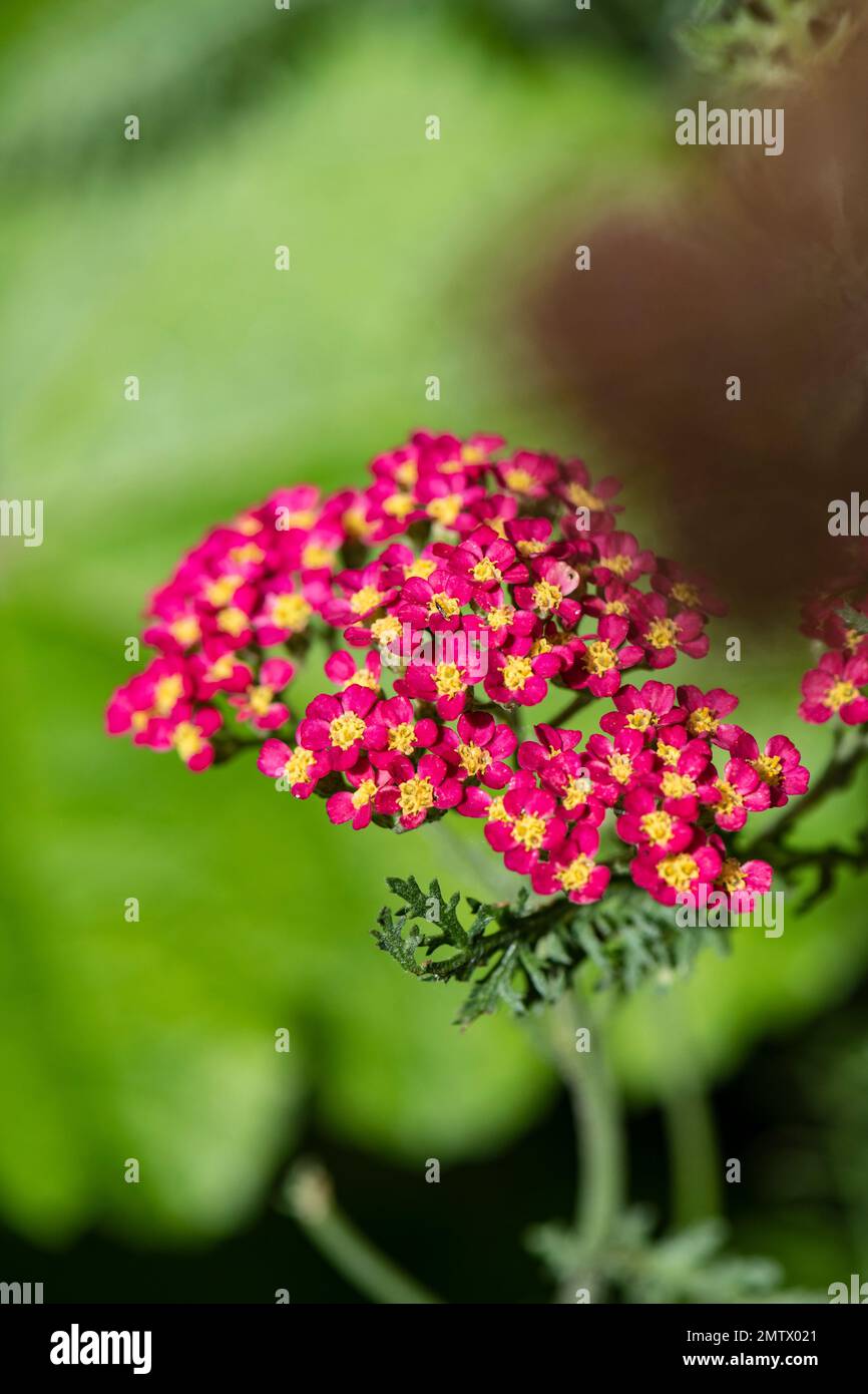 Flowers in garden, Achillea millefolium, Common Yarrow, Western Yarrow ...