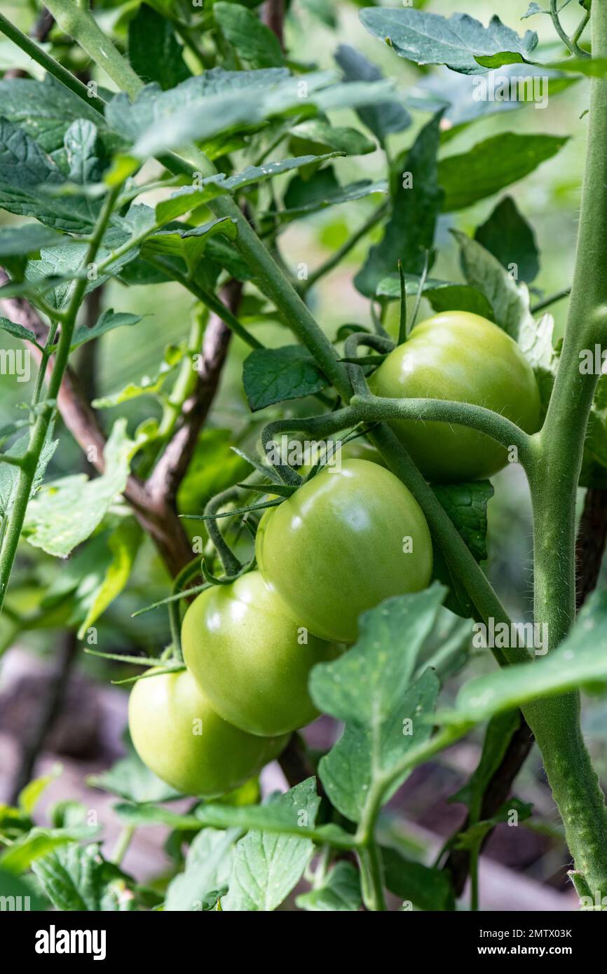 Tomatoes home garden bed hi-res stock photography and images - Alamy