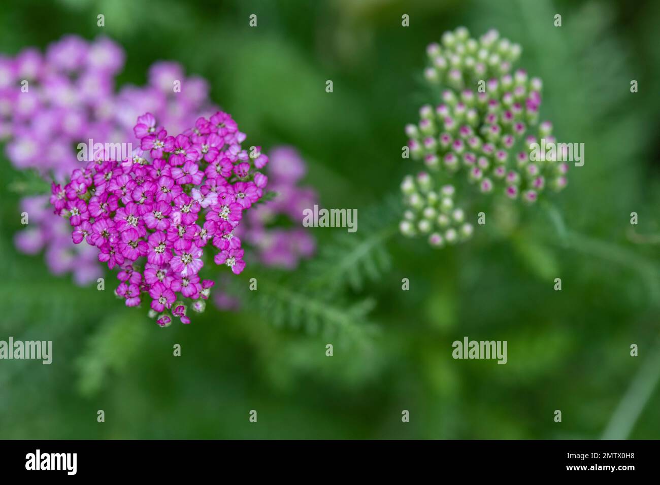 Flowers in garden, Achillea millefolium, Common Yarrow, Western Yarrow ...