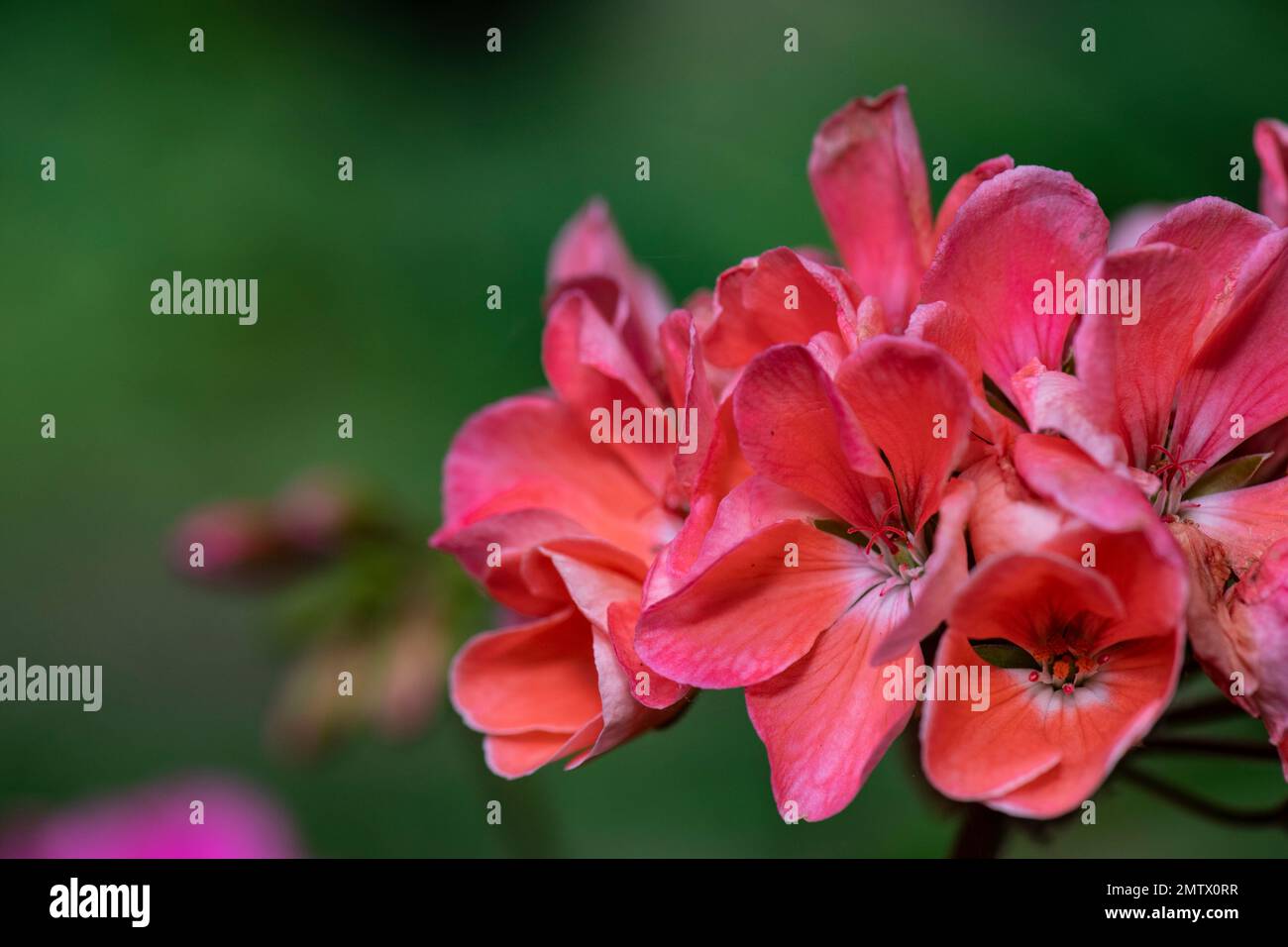 Magenta coral hi-res stock photography and images - Alamy