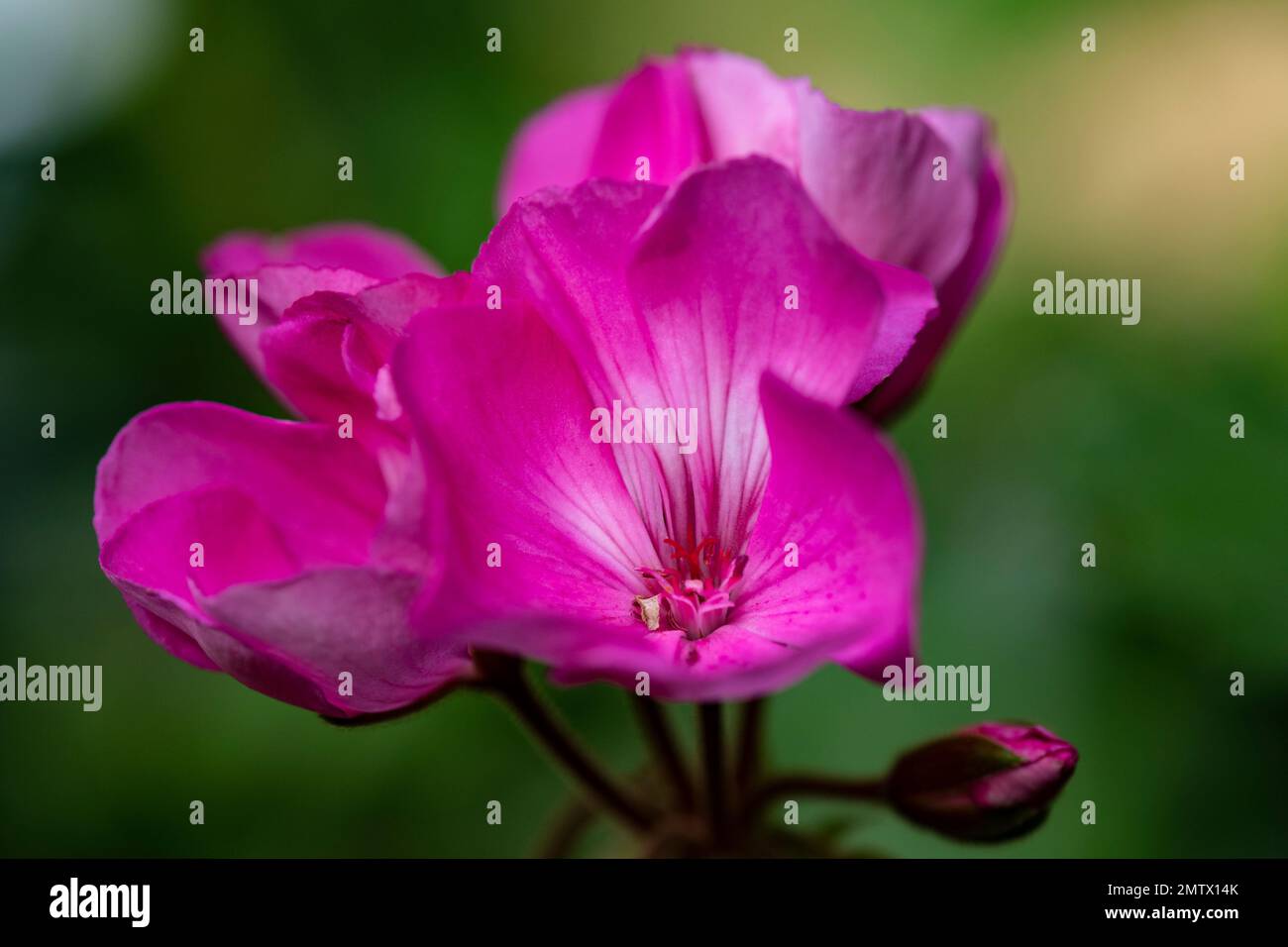 Pelargonium genus flowering plants hi-res stock photography and images ...