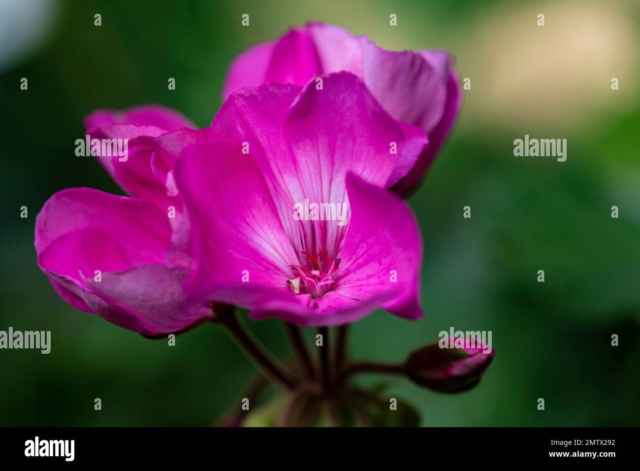 Pelargonium, Geranium, magenta, garden in Summer Stock Photo - Alamy