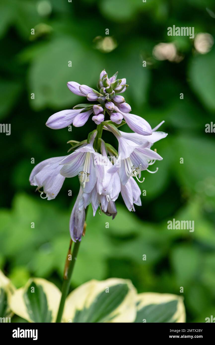 Flowering hostas hi-res stock photography and images - Alamy