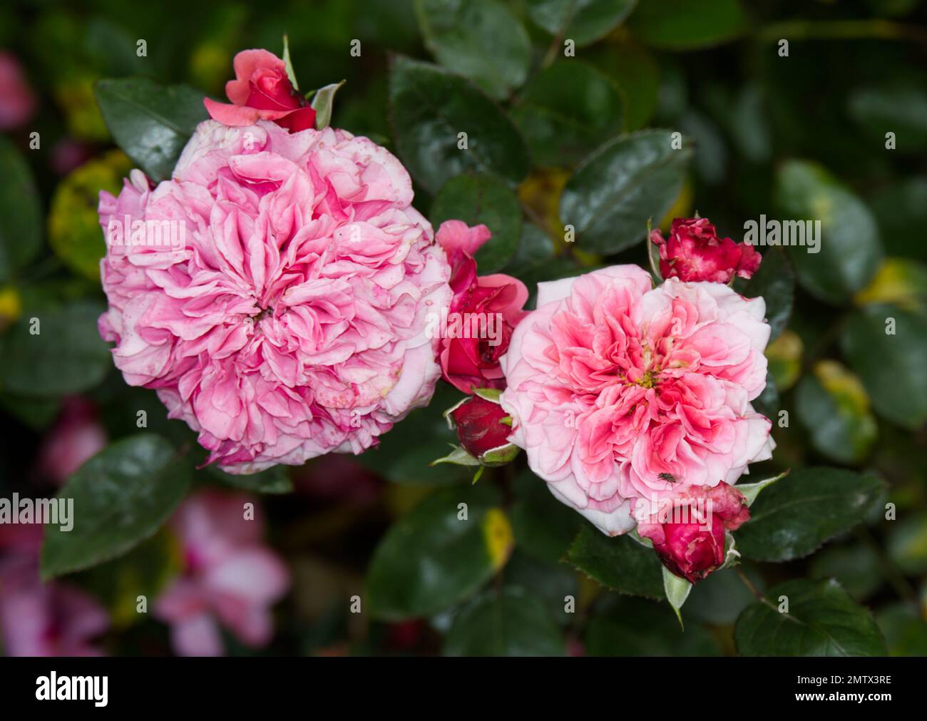Rose timeless pink hi-res stock photography and images - Alamy