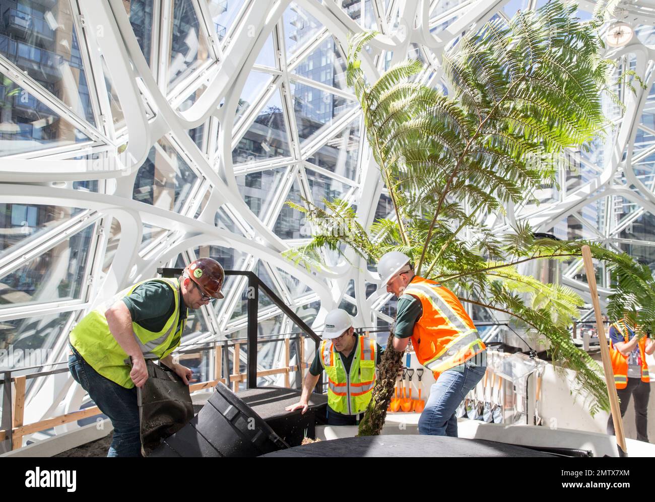 IMAGE DISTRIBUTED FOR AMAZON - Amazon horticulturalists, from left, Ben ...