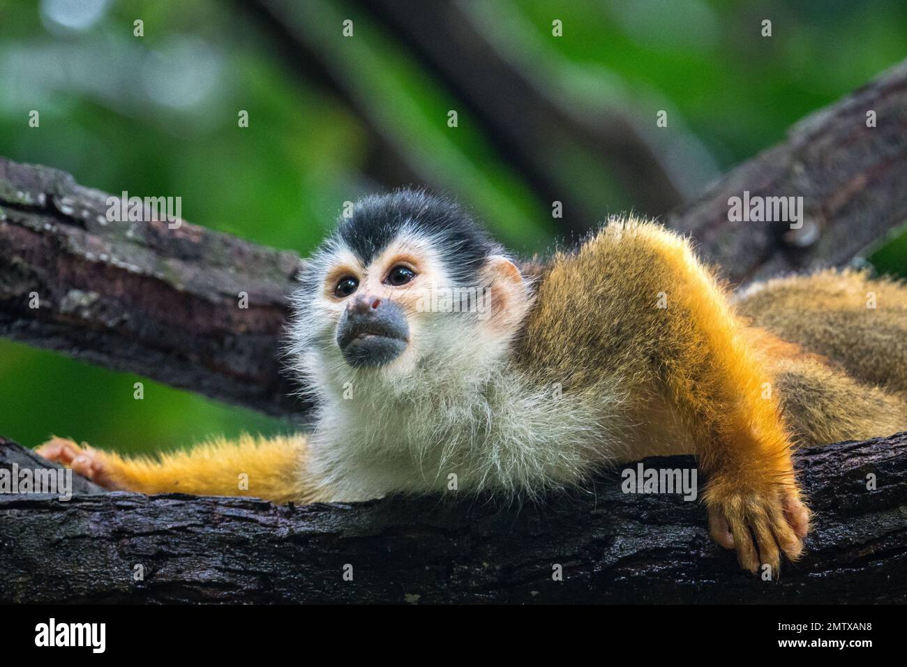 Monkey laying on tree branch hi-res stock photography and images - Alamy