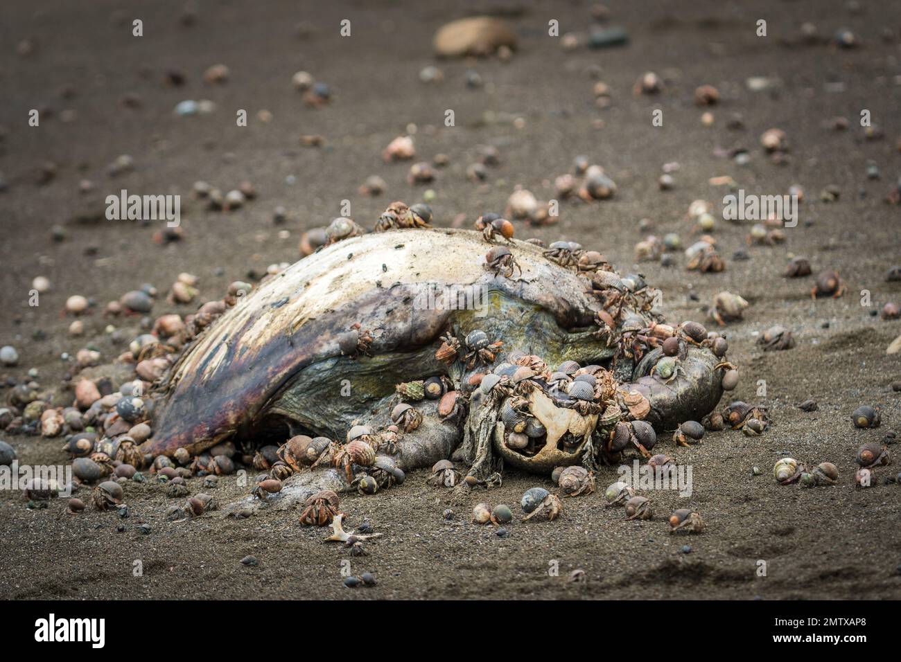 Dead turtle shot hi-res stock photography and images - Alamy