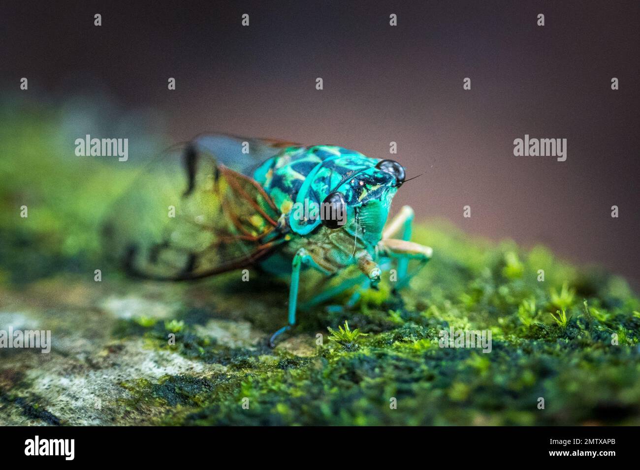 A close-up shot of an emerald cicada on a mossy surface Stock Photo - Alamy