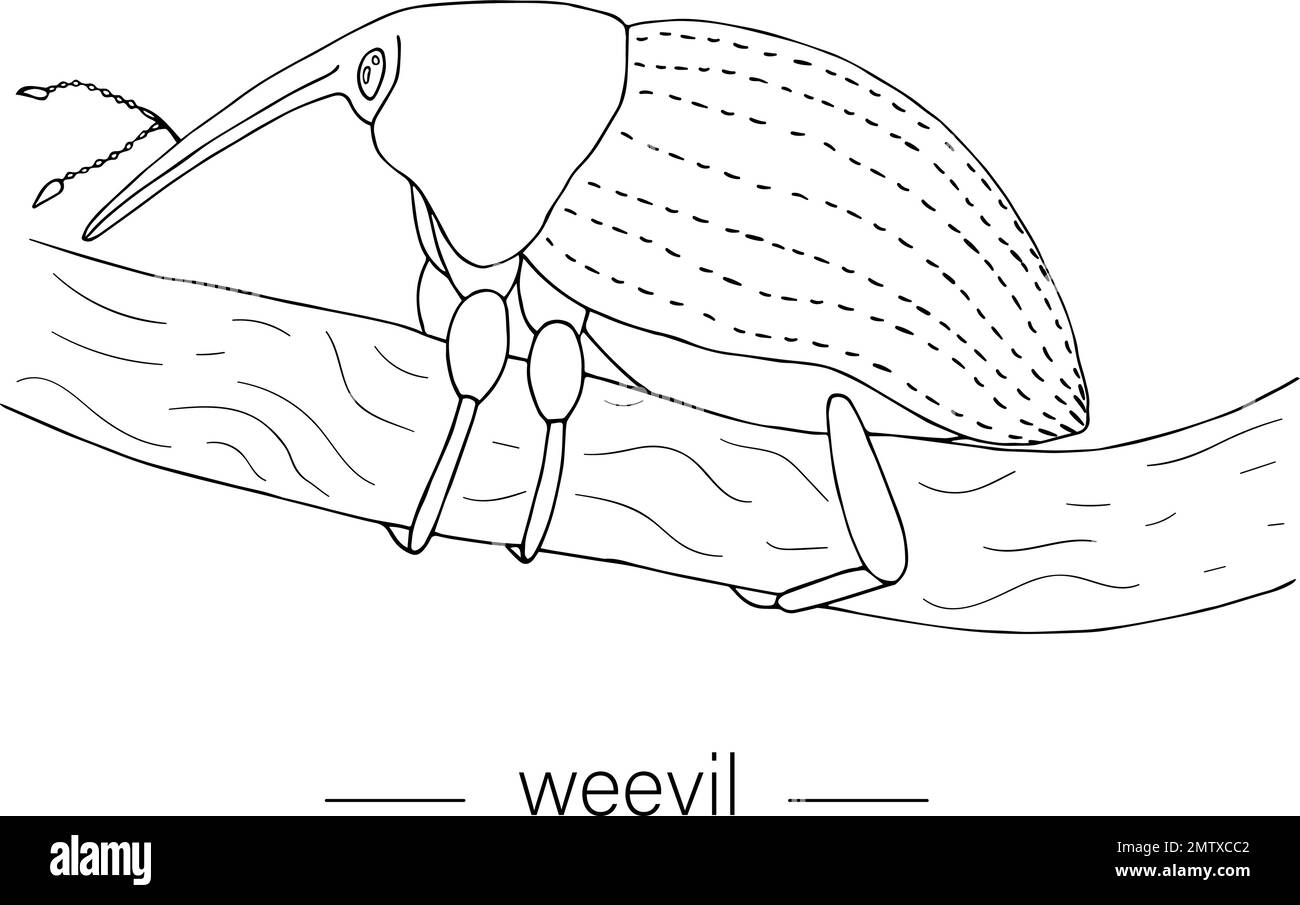 Weevil on a tree Stock Vector Images - Alamy