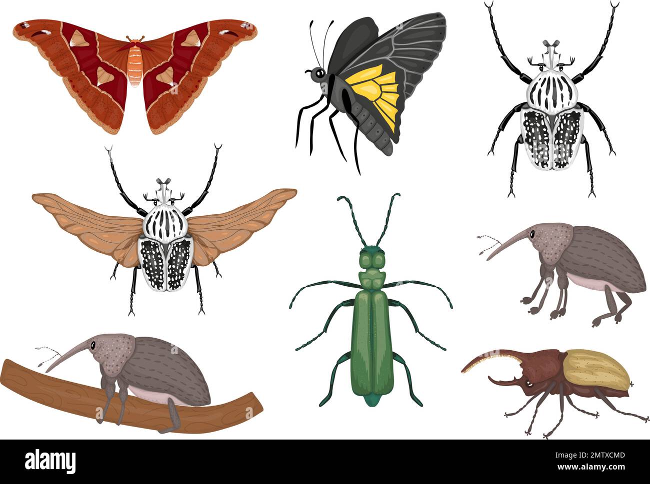 Vector set of tropical insects. Hand drawn colored atlas moth, weevil ...