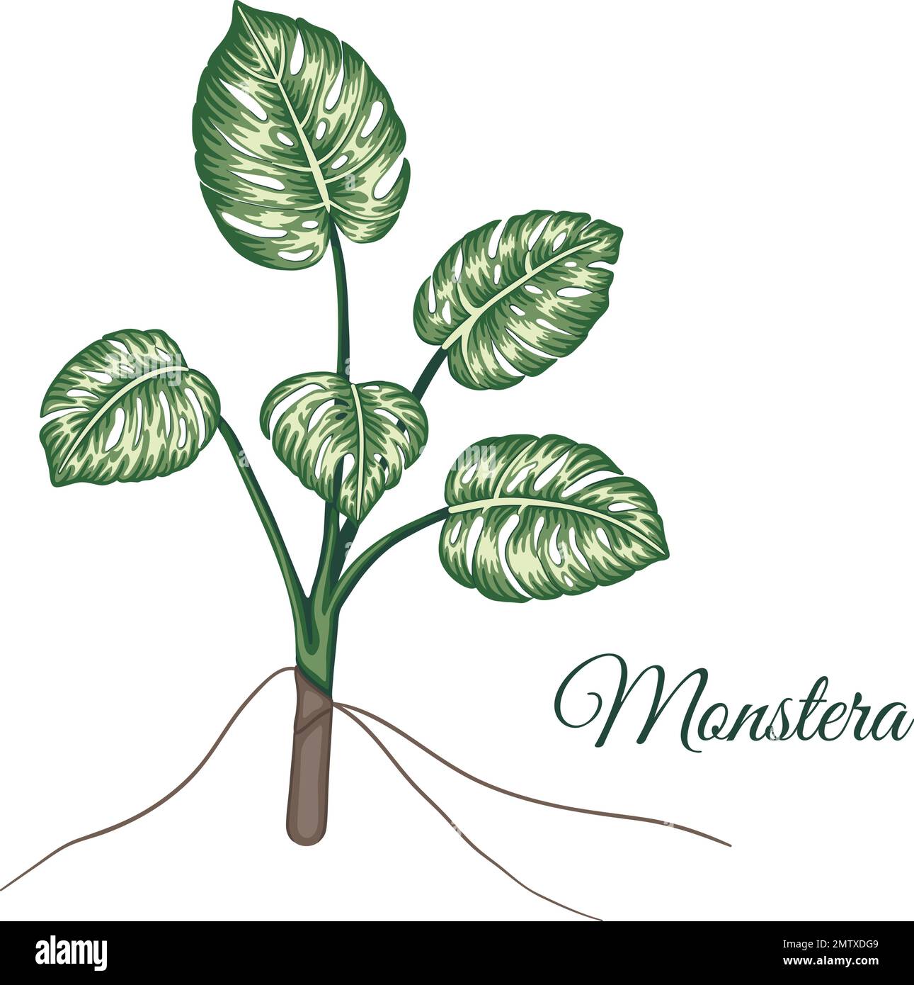 Vector tropical monstera clip art. Jungle foliage illustration. Hand ...