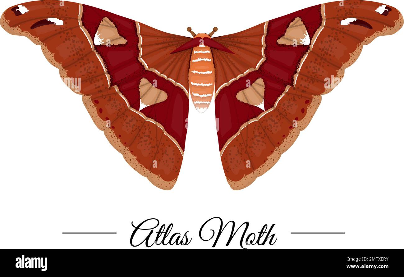 Atlas moth hand Stock Vector Images - Alamy