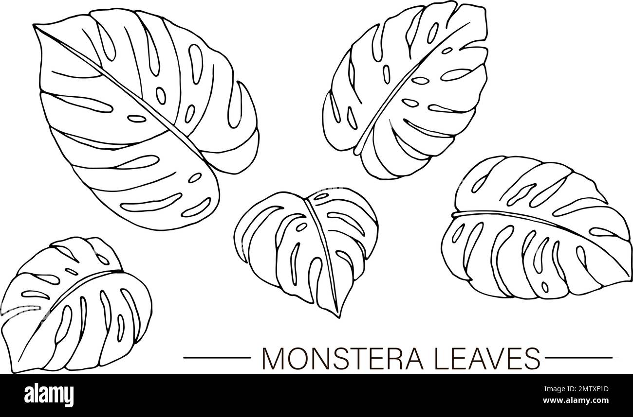 Vector set of tropical monstera leaves. Line drawing of jungle foliage ...