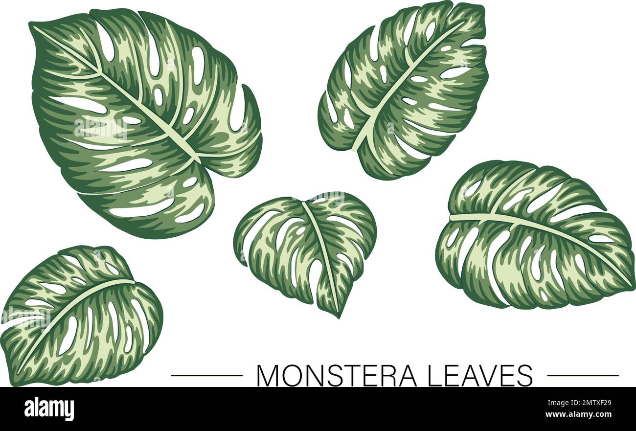 Vector set of tropical monstera leaves. Jungle foliage clip art. Hand ...