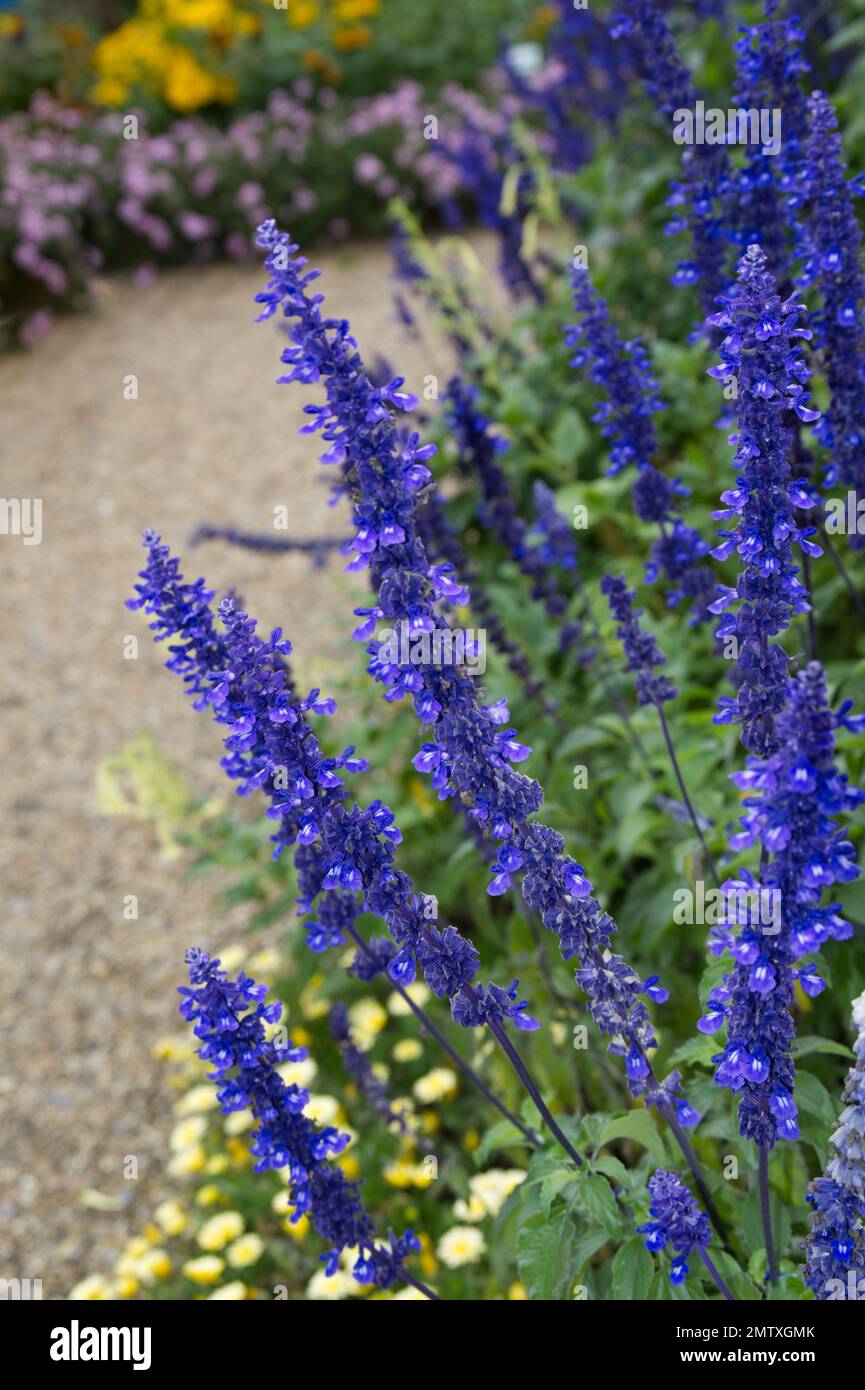 Flowers of Salvia Farinacea ‘Mystic Spires Blue’ in a mixed border UK ...