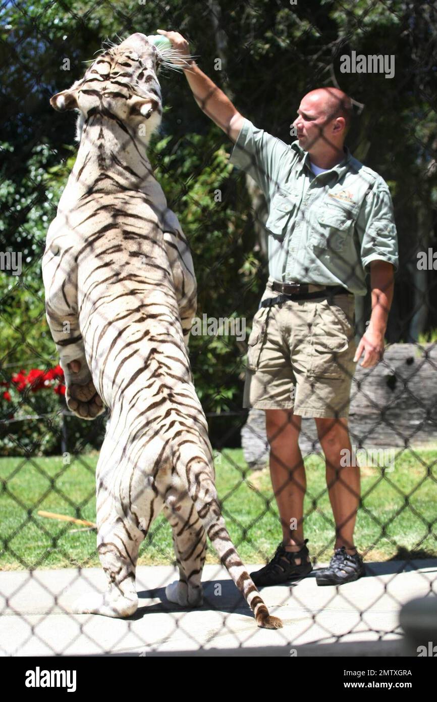 Exclusive!! Most cats avoid bathtime but not these fearsome felines ...